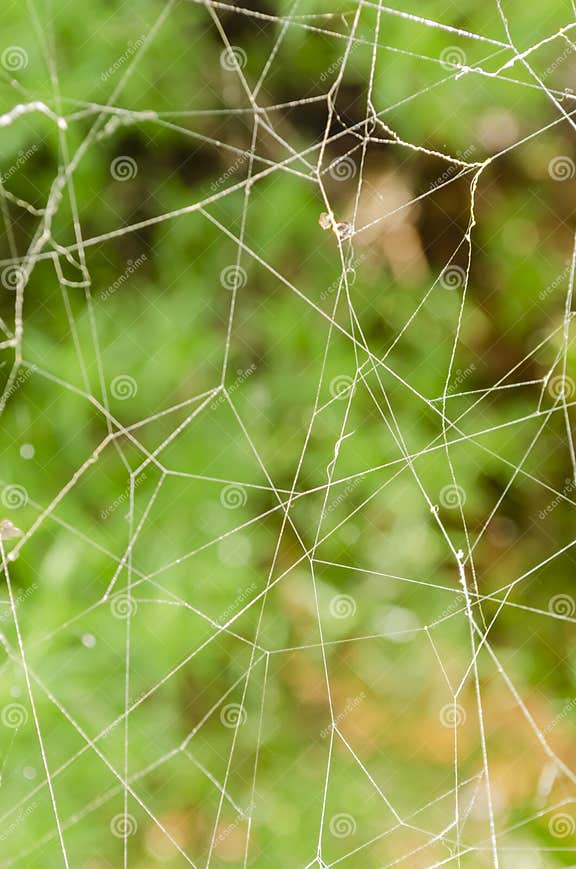 Spider Web Shapes stock image. Image of nets, spider - 287197813