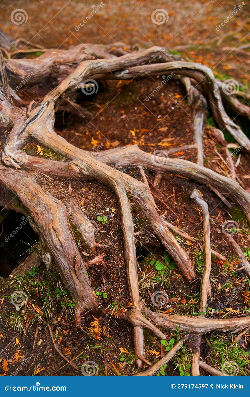 Crisscrossing Tree Roots with Brown Forest Floor and Hollow Under Roots ...