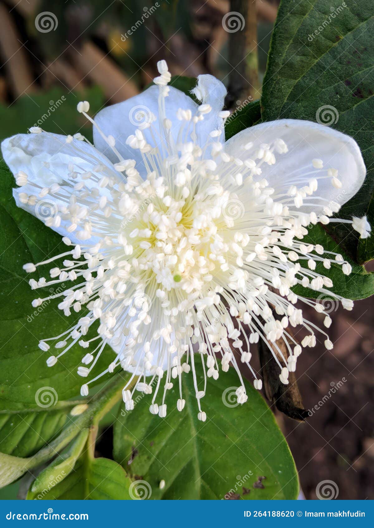 Cristal Guava Flower Stock Photos - Free & Royalty-Free Stock Photos ...