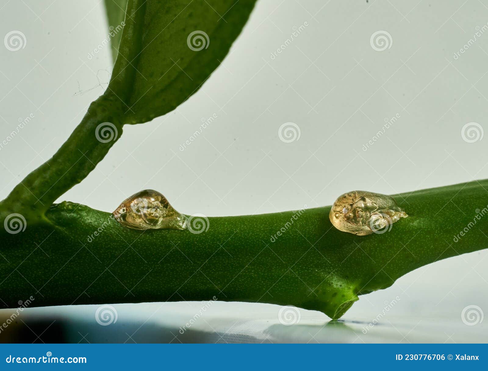 Cristallized sap on tree stock photo. Image of drops - 230776706