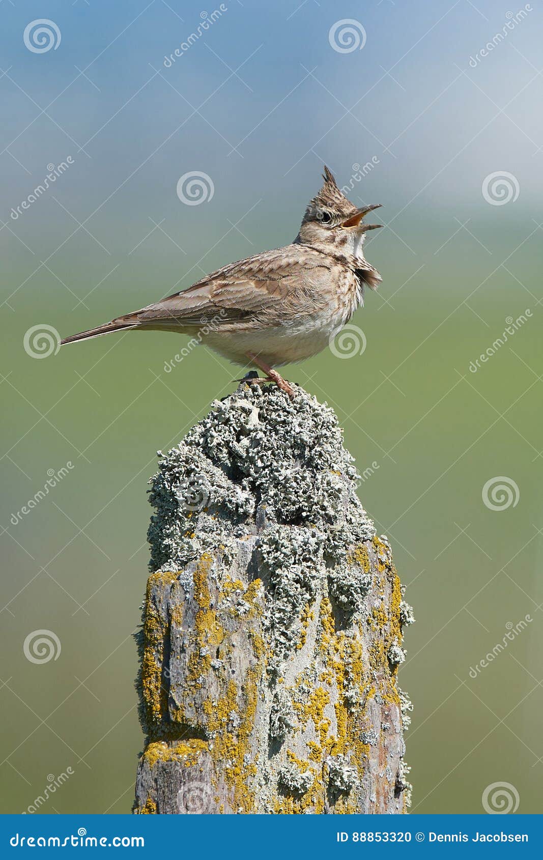 Cristata Com Crista De Lark Galerida Foto de Stock - Imagem de wildlife ...