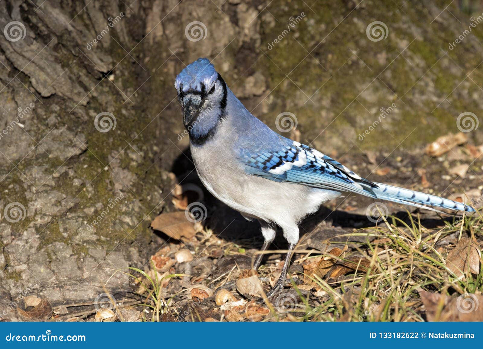 Cristata Do Cyanocitta Do Gaio Azul Foto de Stock - Imagem de bolota ...