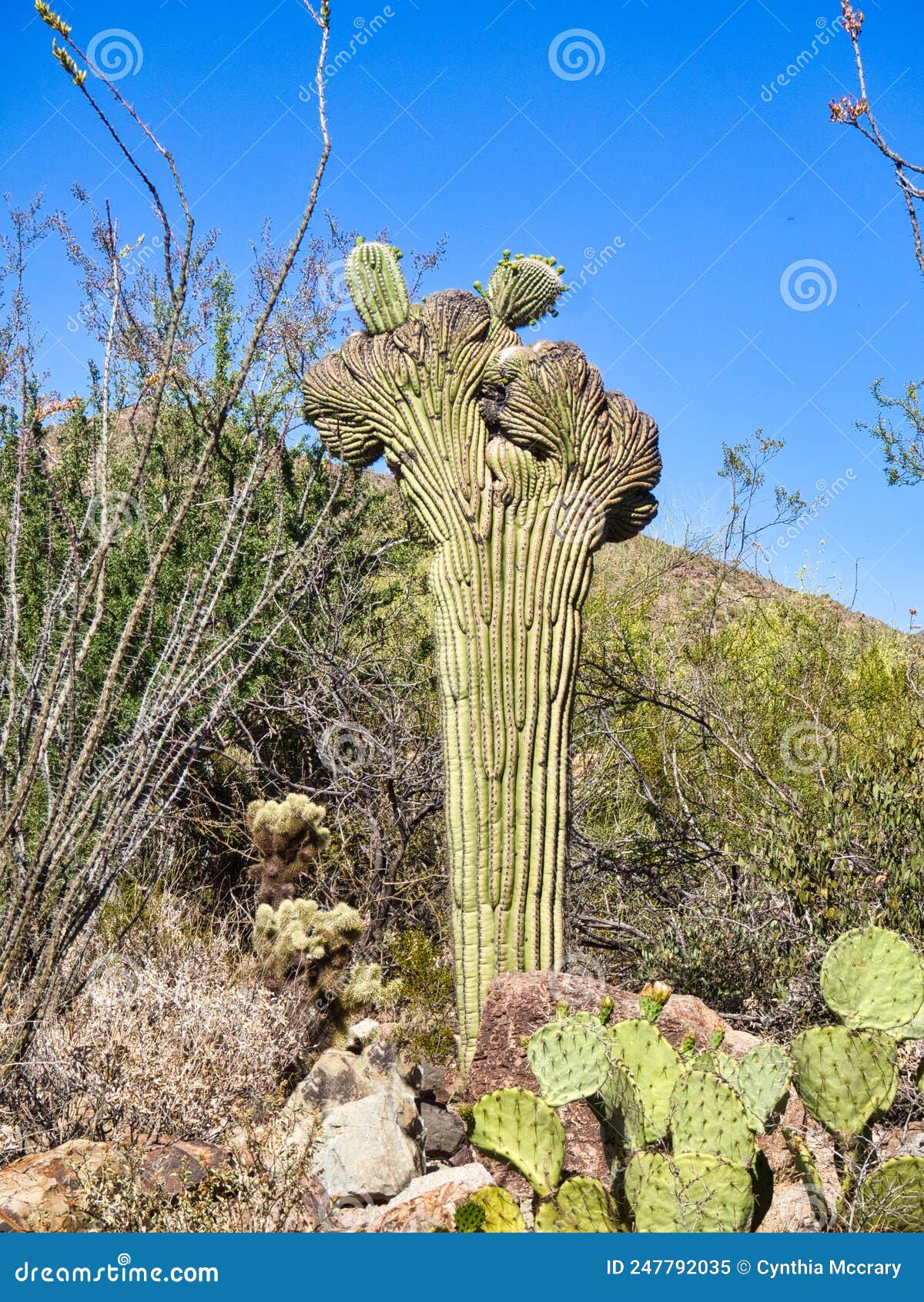 A Cristate or Crested Saguaro Cactus Stock Image - Image of succulent ...