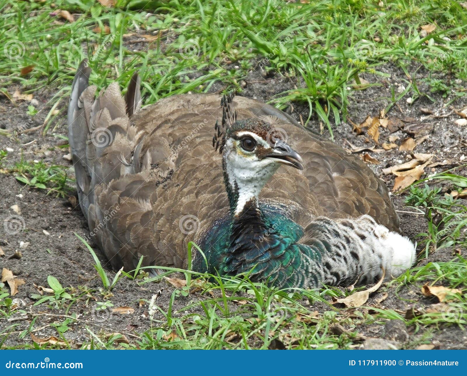 Cristatus Da Pavoa Ou Do Pavo Foto de Stock - Imagem de grama, descida ...