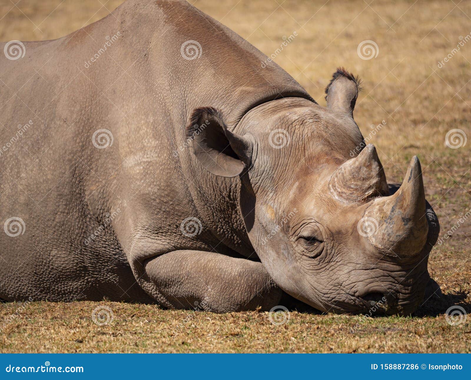 An Endangered Black Rhinoceros in Its Captive Breeding Enclosure Stock ...