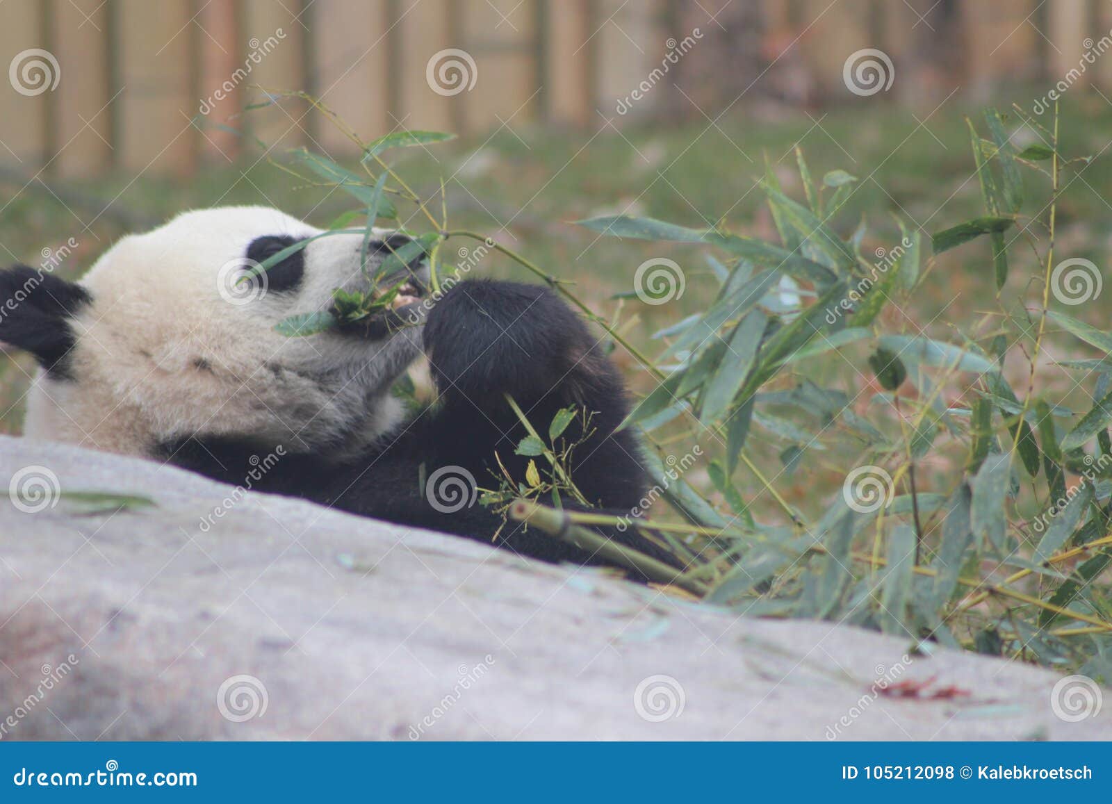 Giant Panda Eating Large Stock of Bamboo Stock Photo - Image of ...