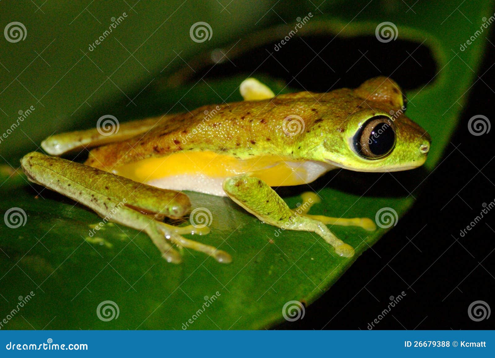 Critically Endangered Lemur Leaf Frog Stock Photo - Image of jungle ...