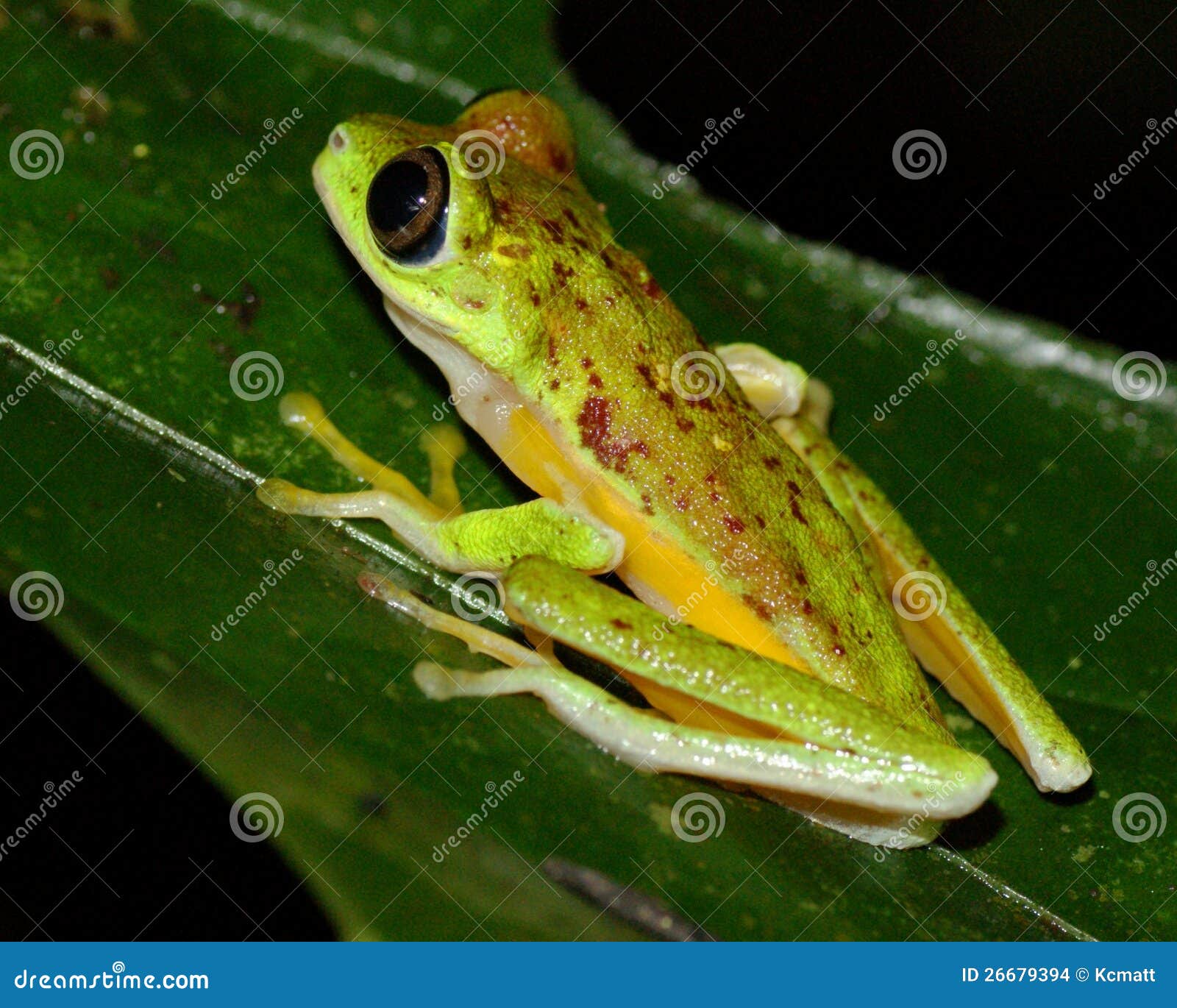 The Critically Endangered Sumatran Elephant At Taman Safari Park ...