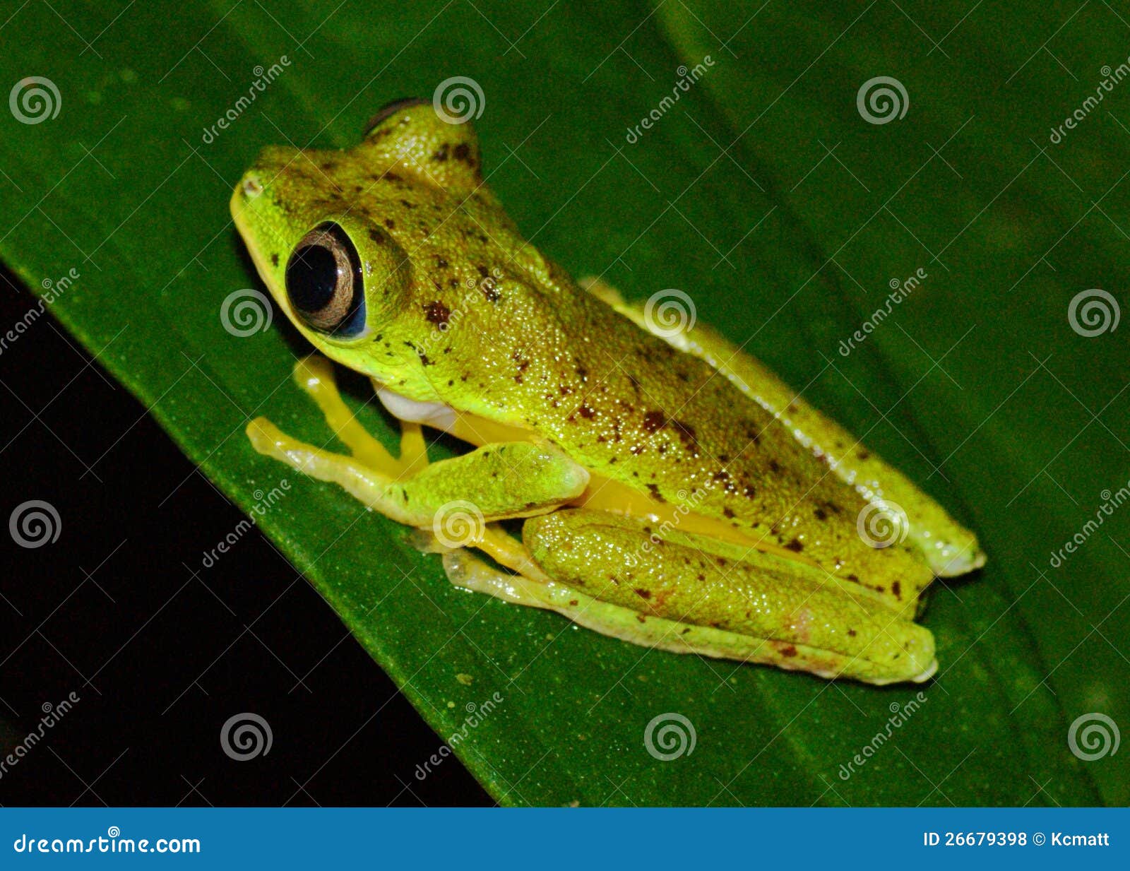 Critically Endangered Lemur Leaf Frog Stock Photo - Image of chytrid ...
