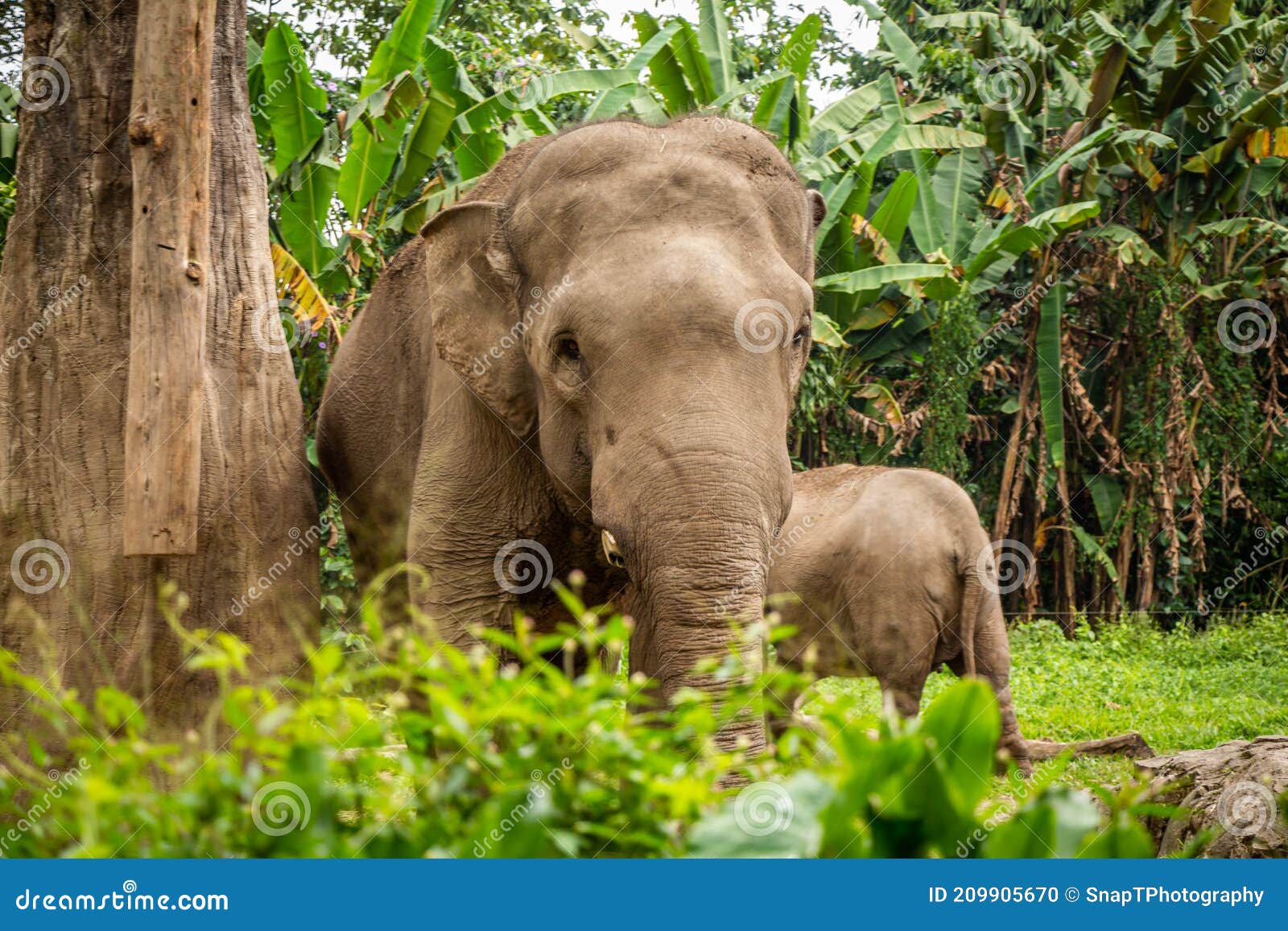 Sumatran Elephant Endangered