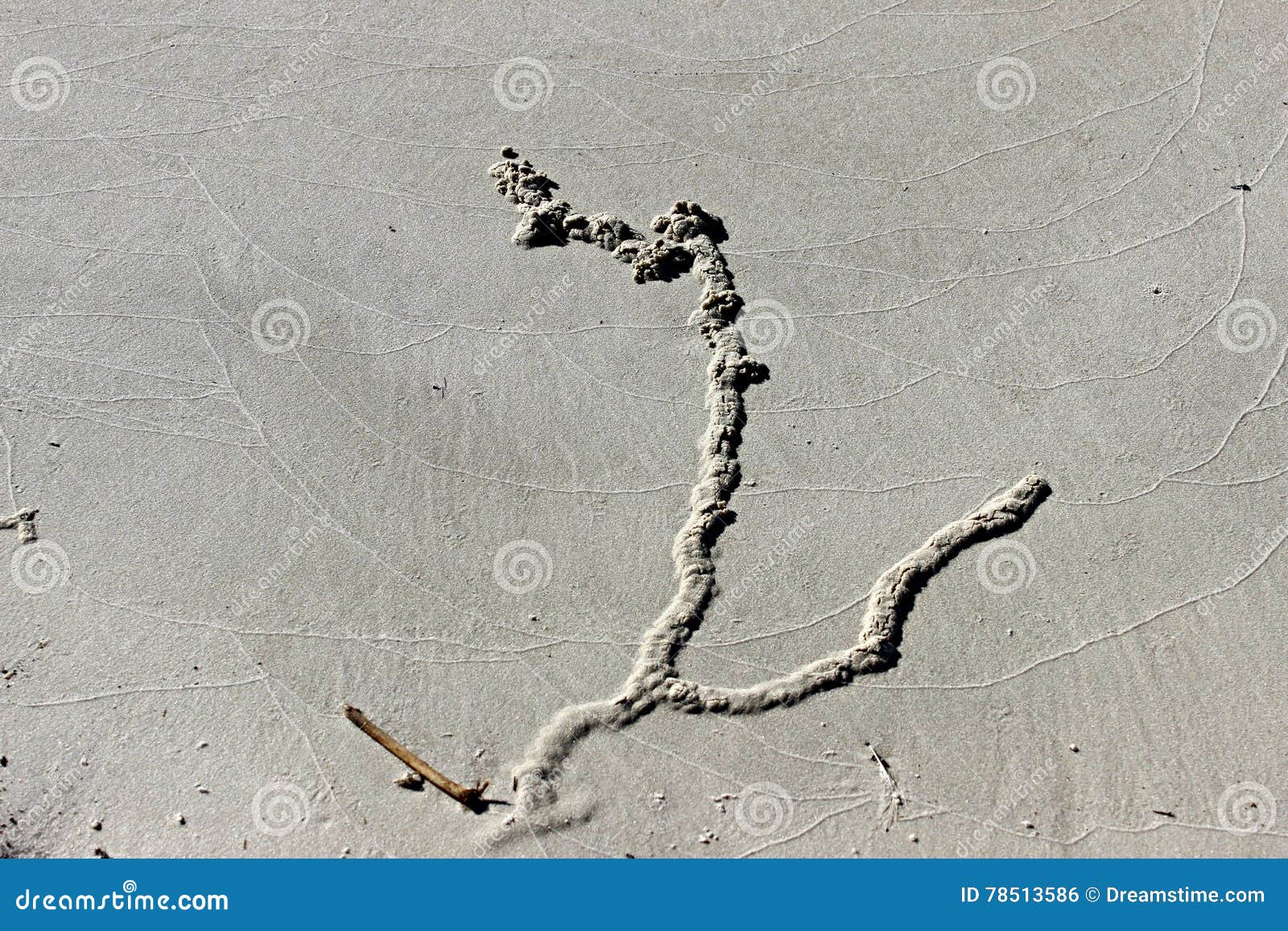 Critter Burrows Under the Sand Stock Photo - Image of beach, tunnels ...