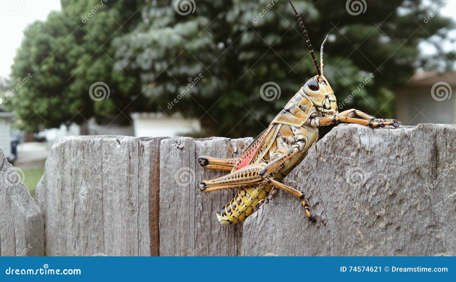 Critter stock image. Image of water, critters, beach - 74574621