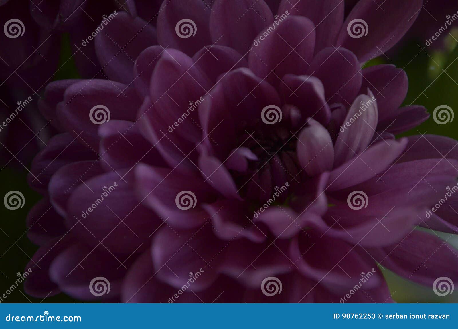 Crizantema stock image. Image of crizantema, flower, flowers - 90762253