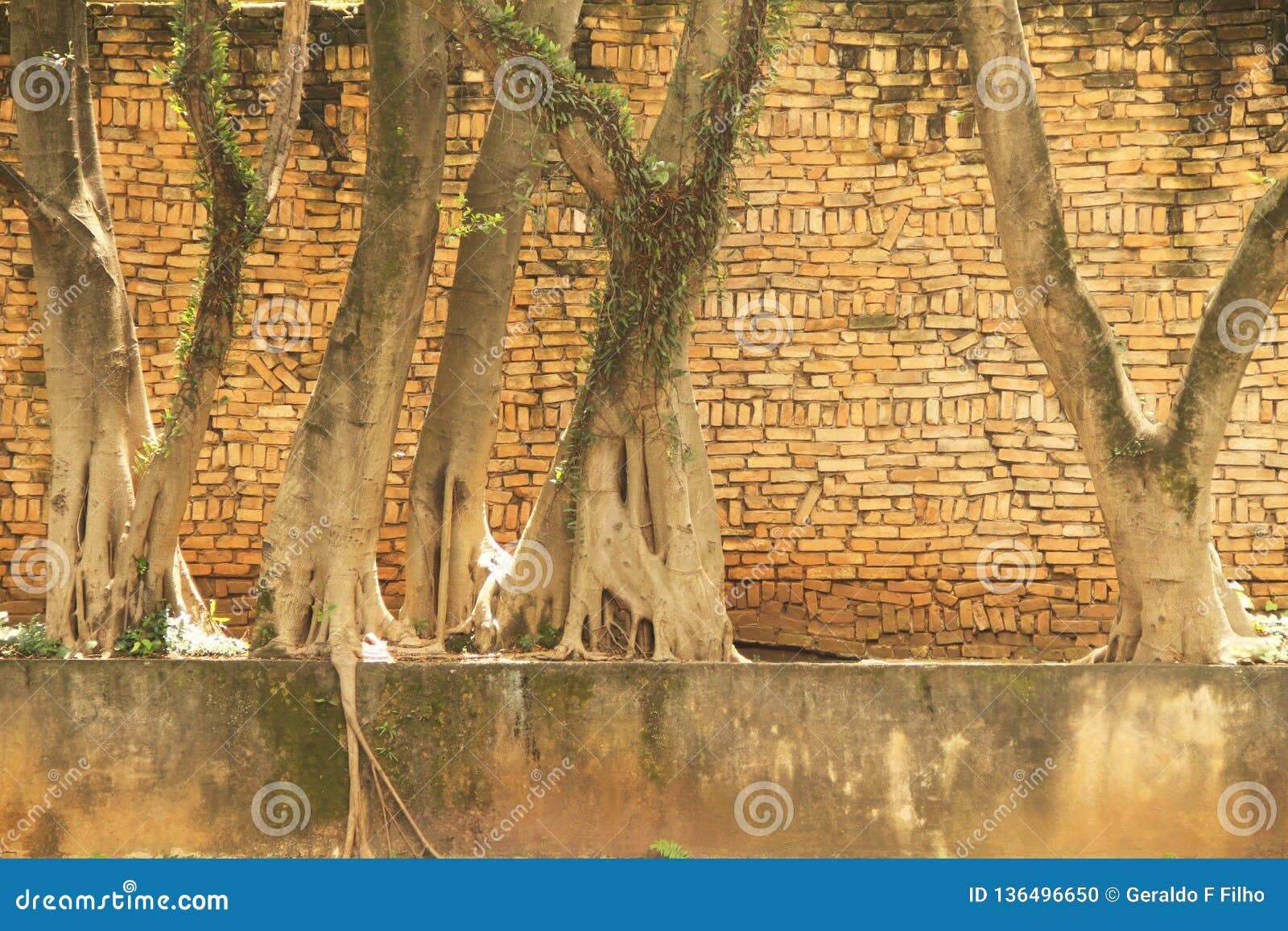 Brazil Sao Paulo Nature Plants Green Street Trees Trunk Root Stock ...