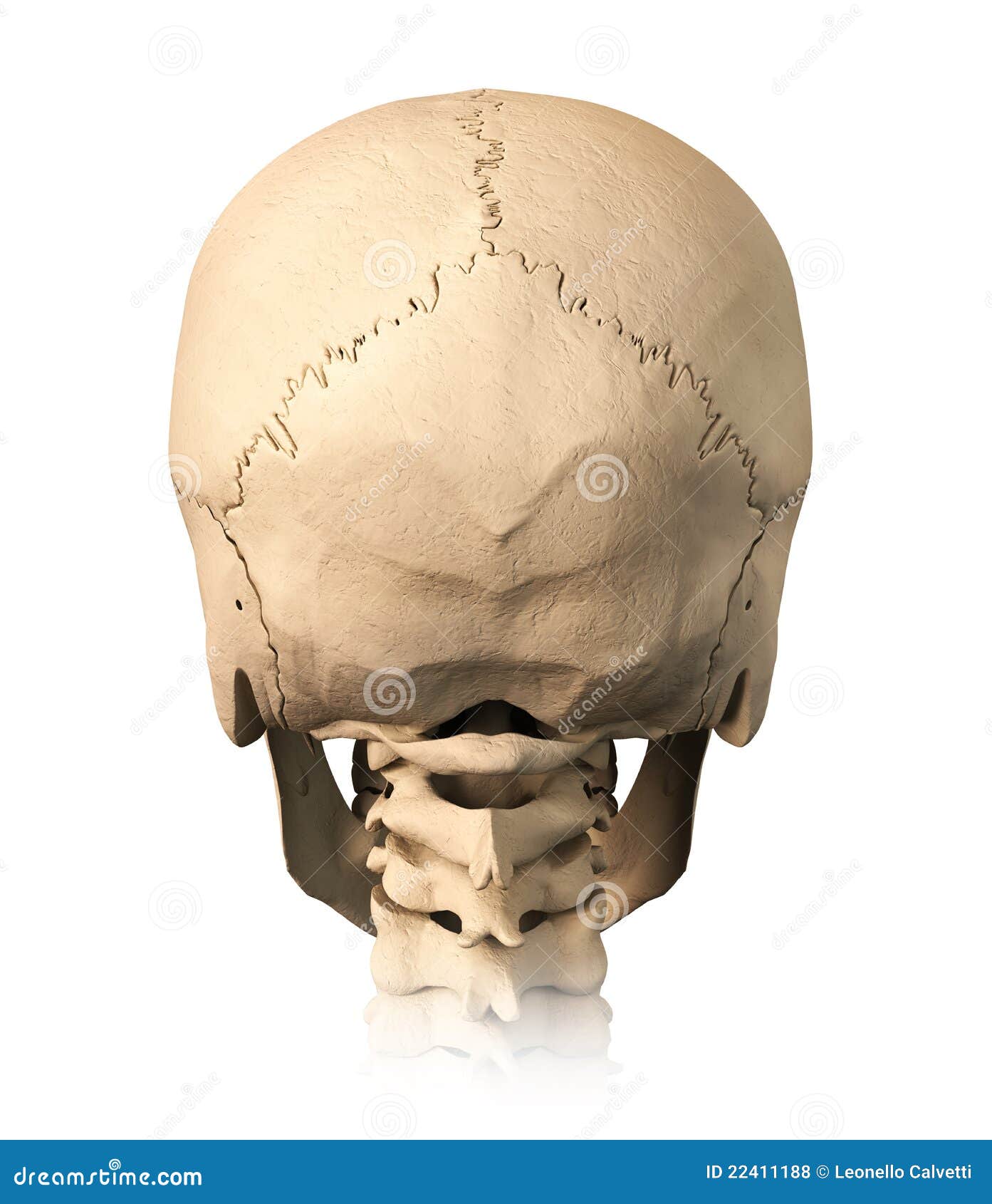 Cráneo Humano, Visión Posterior. Fotos de archivo libres de regalías ...