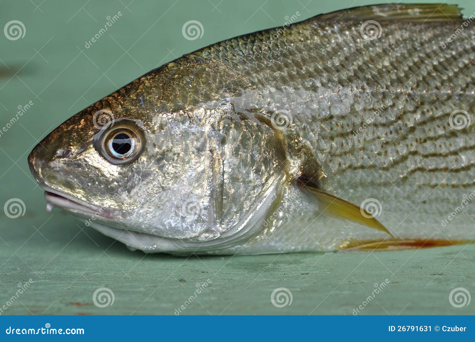 Croaker stock image. Image of gill, fresh, croaker, head - 26791631