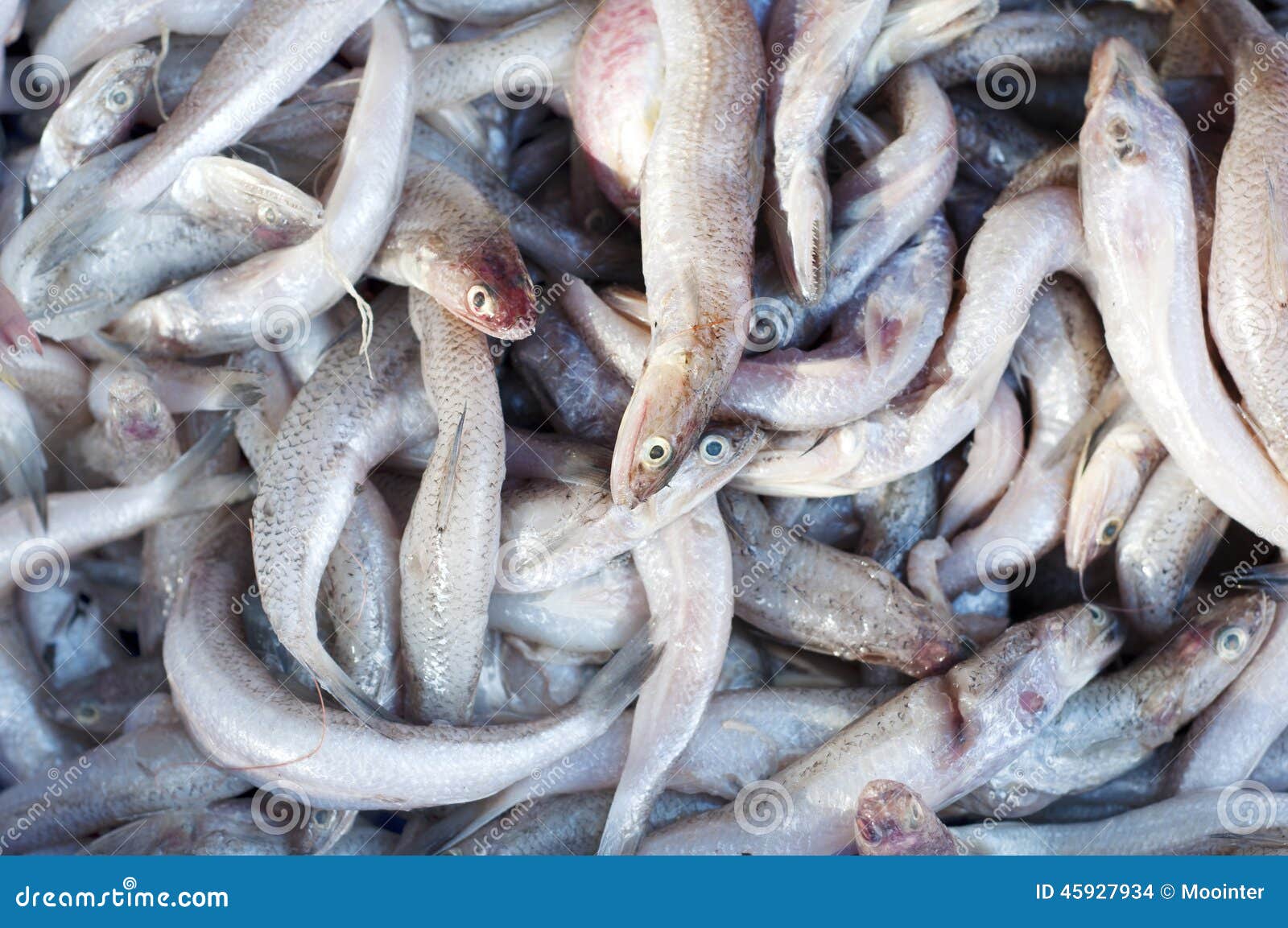 Croaker Fish stock photo. Image of market, dinner, closeup - 45927934