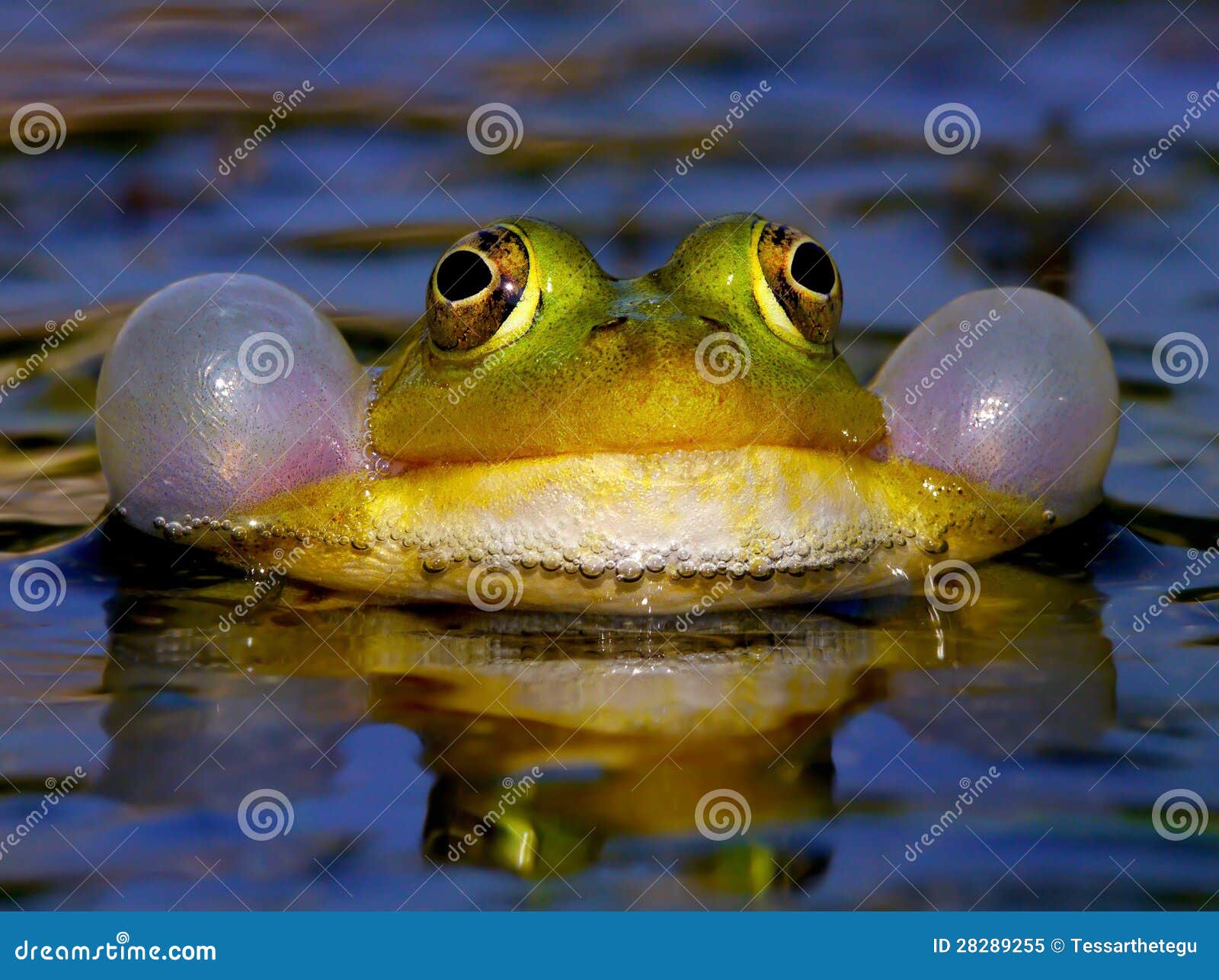 Croaking Bubble Frog stock image. Image of blowing, ball - 28289255