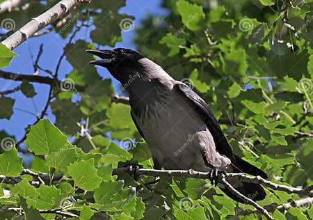 Croaking crow stock image. Image of grey, green, fauna - 31363799