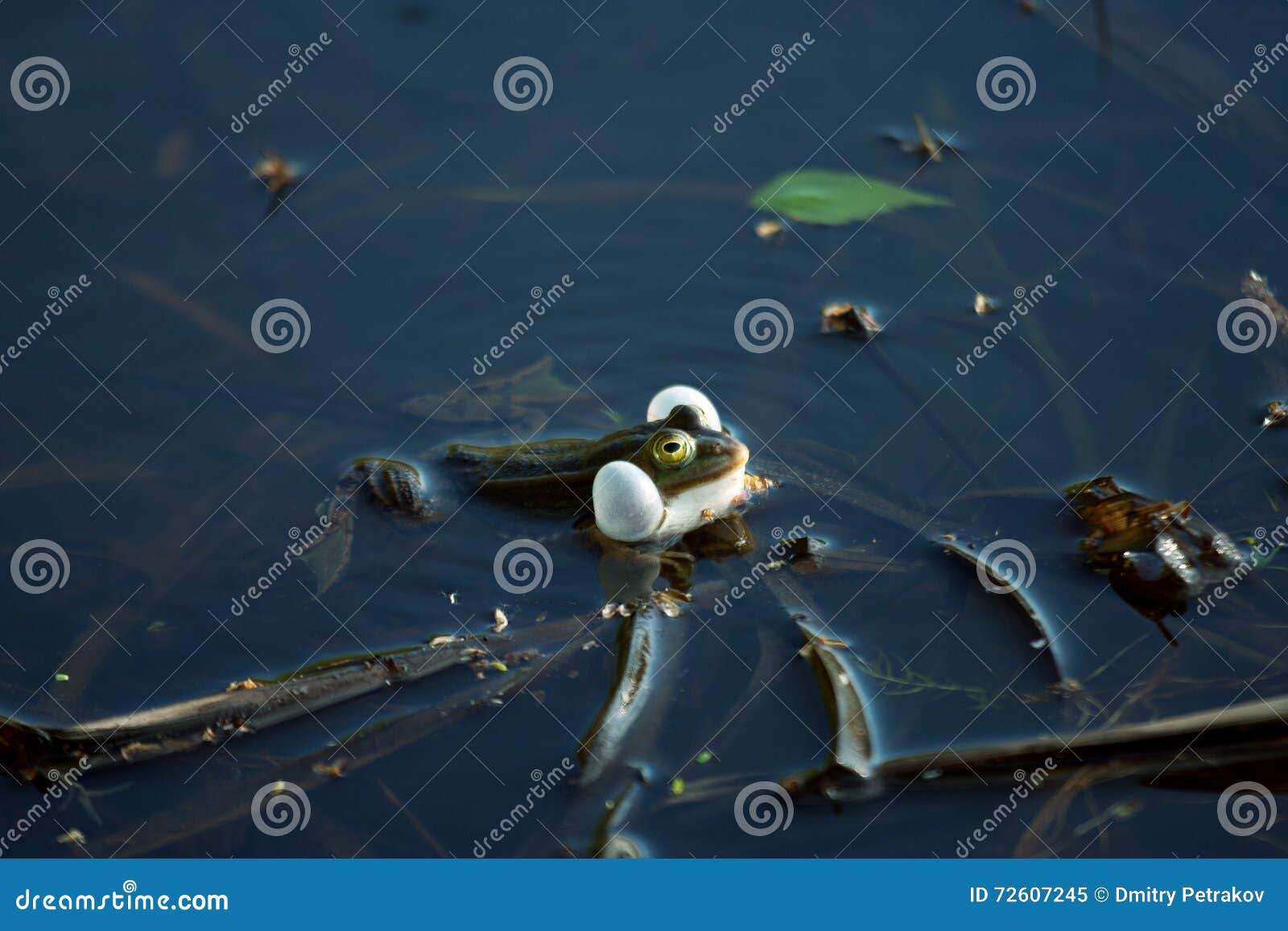Croaking frog in a swamp stock image. Image of coldblooded - 72607245