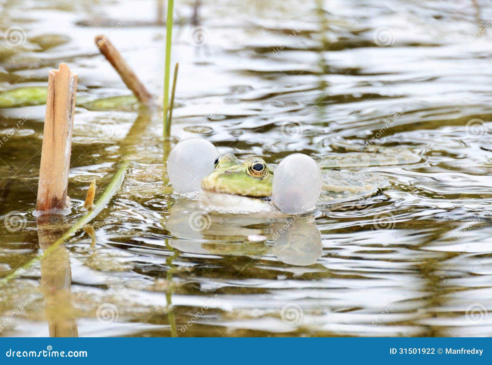 Frog With Swollen Cheeks Stock Photography | CartoonDealer.com #193204244