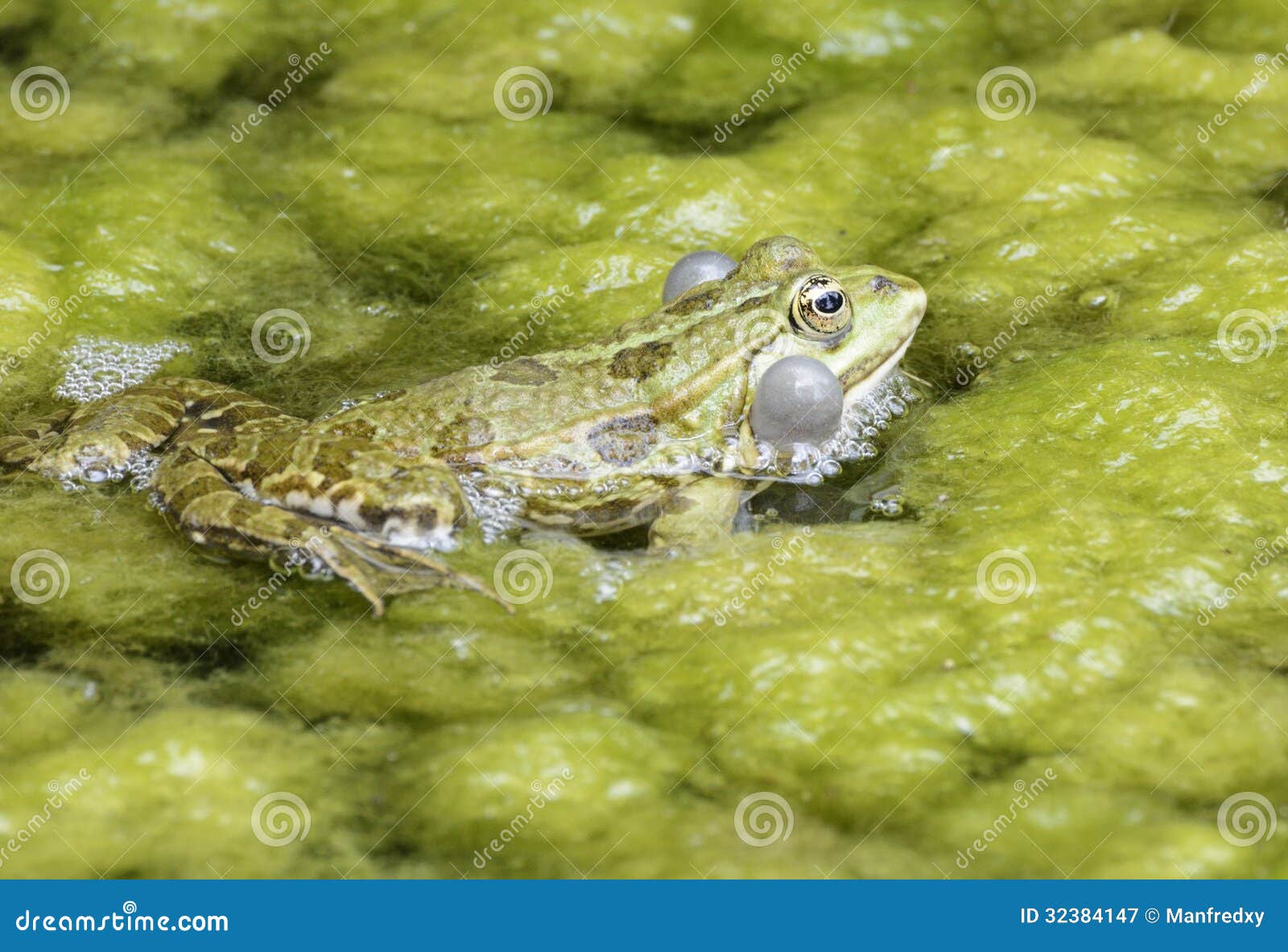Frog With Swollen Cheeks Stock Image | CartoonDealer.com #193204255