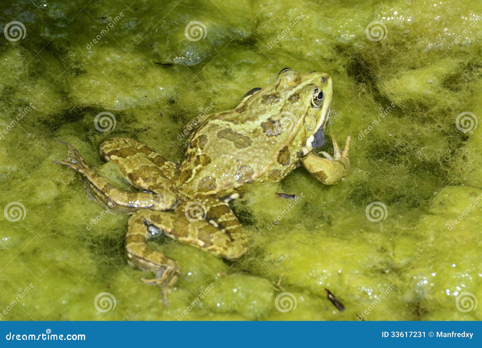 Croaking Frog stock image. Image of wildlife, amphibian - 33617231