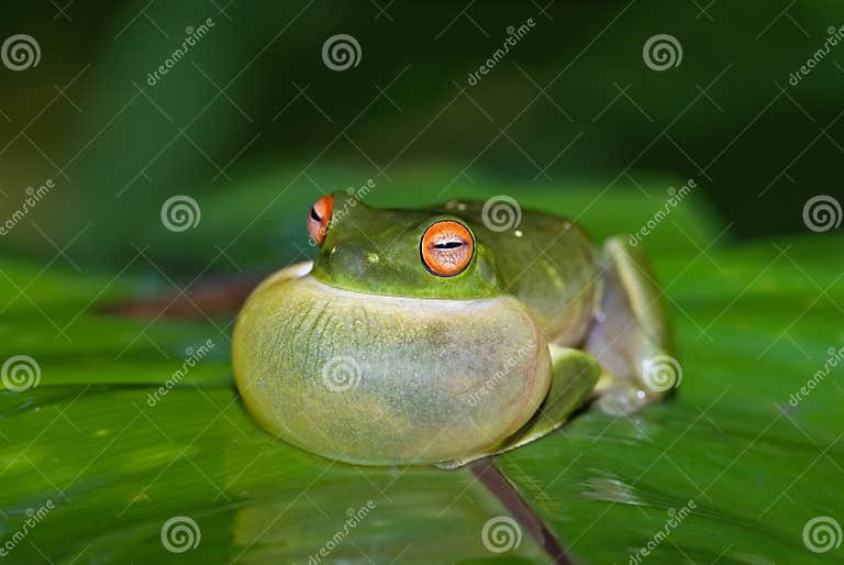 Croaking green tree frog stock image. Image of animal - 4161711