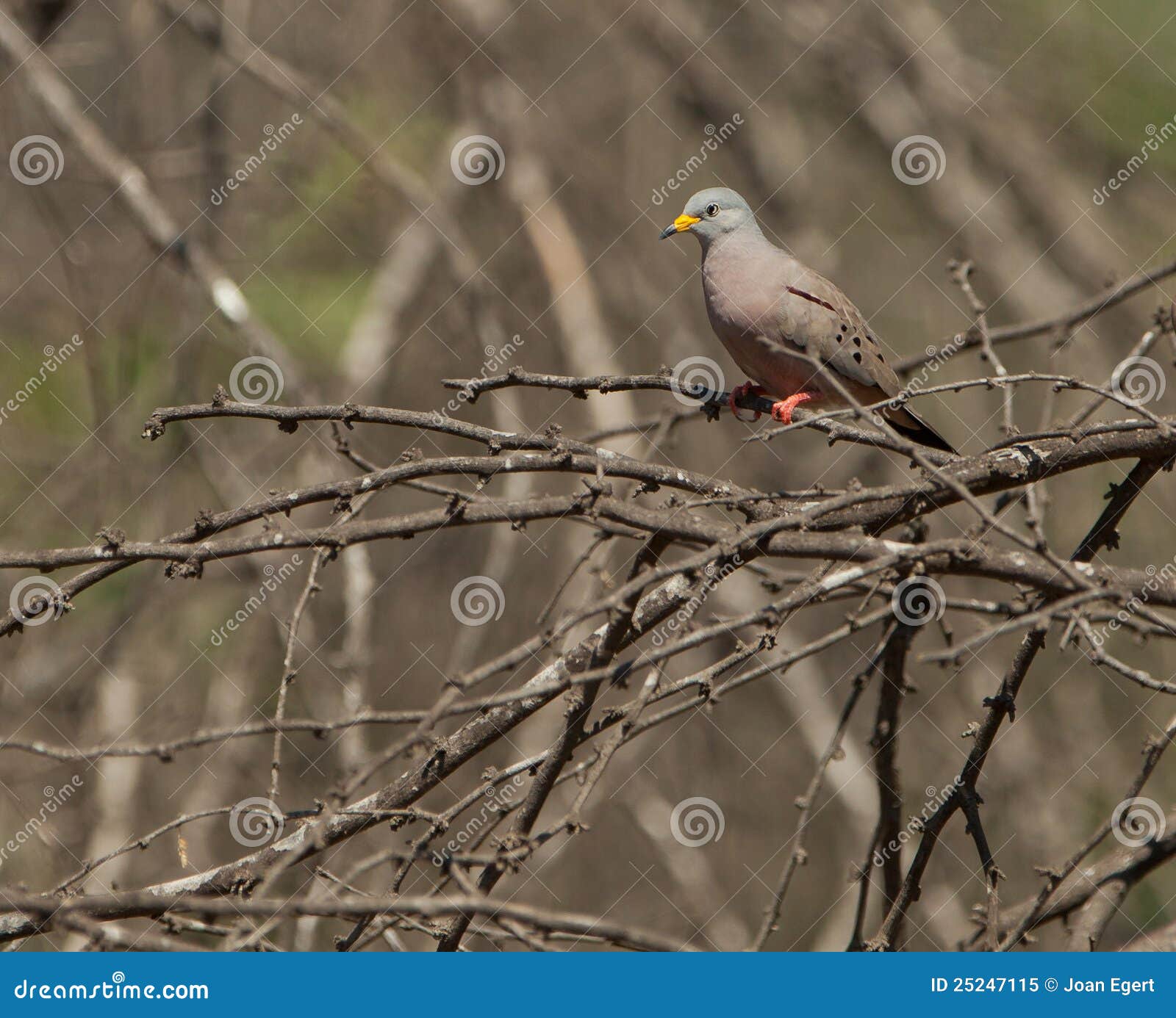 Croaking Ground Dove on Branch Stock Image - Image of peruvian, animals ...