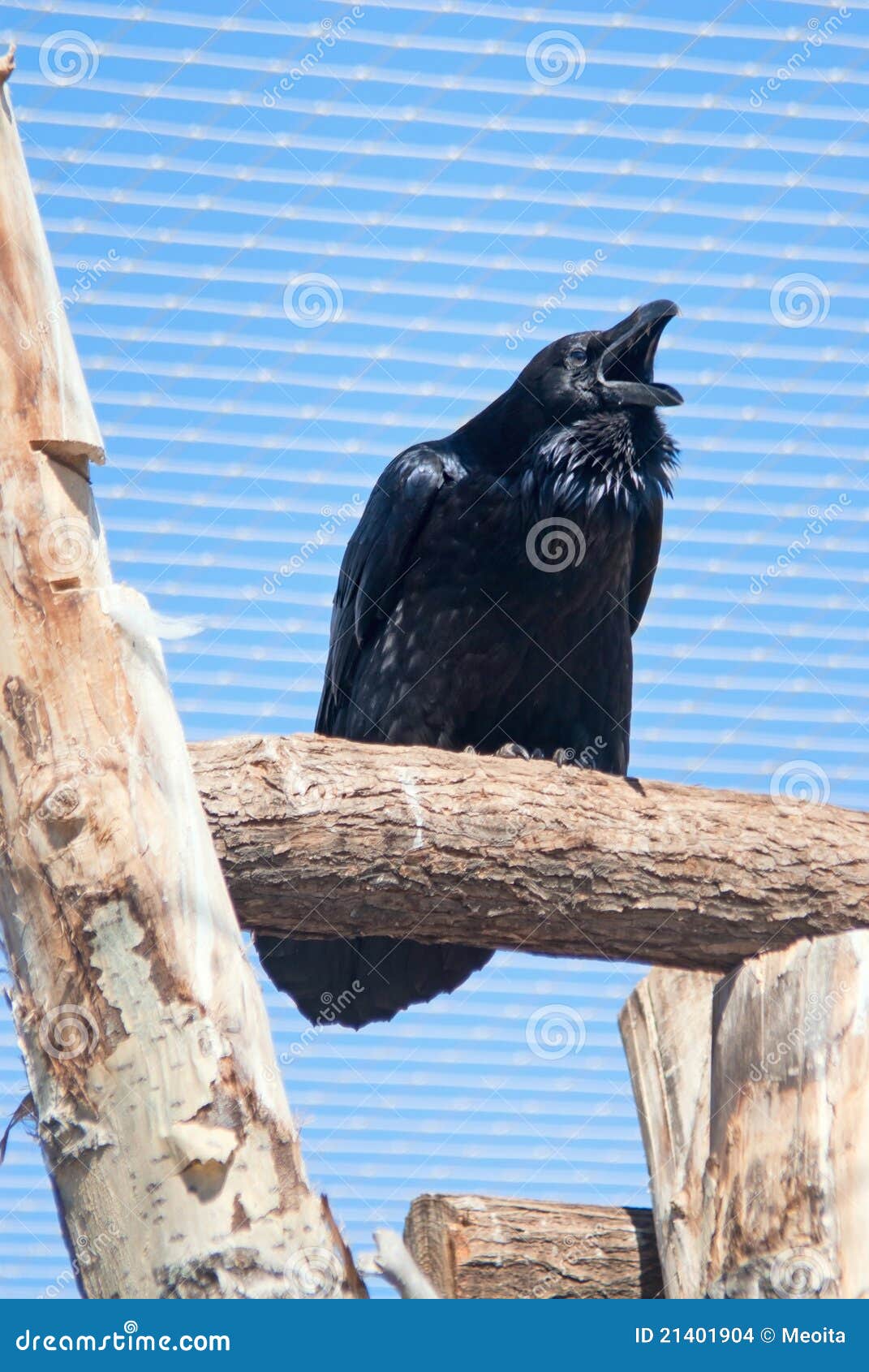 Croaking raven stock photo. Image of ominous, bird, captive - 21401904