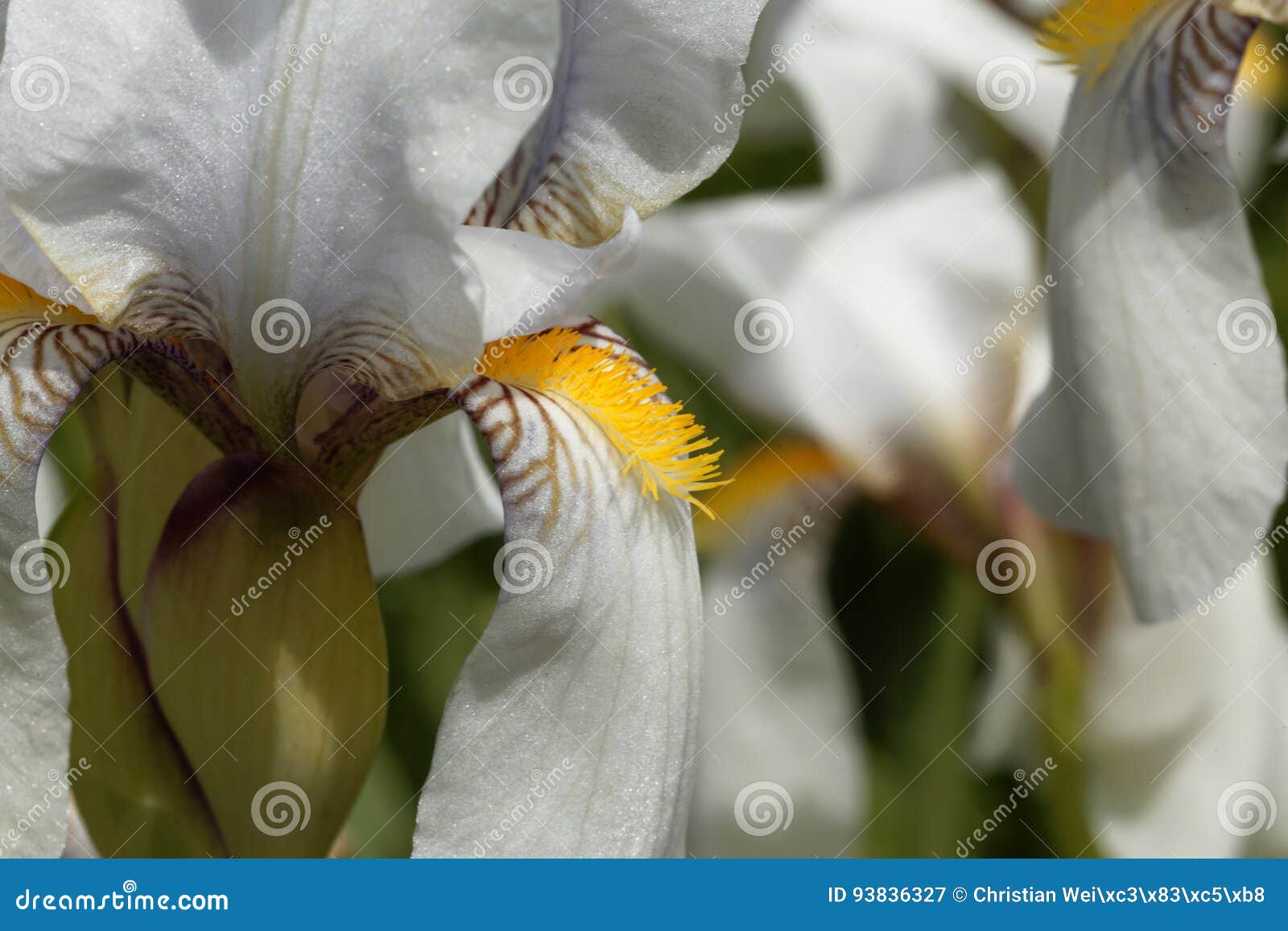Croatian Iris Iris X Croatica Stock Image - Image of flora, botany ...