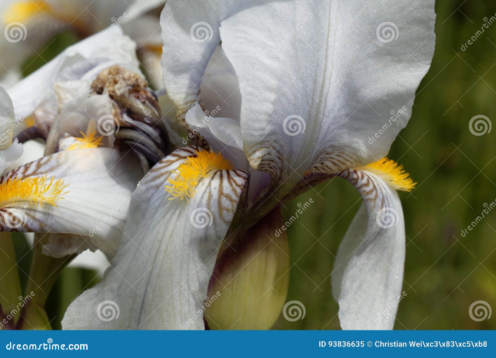 Croatian Iris Iris X Croatica Stock Image - Image of croatica ...
