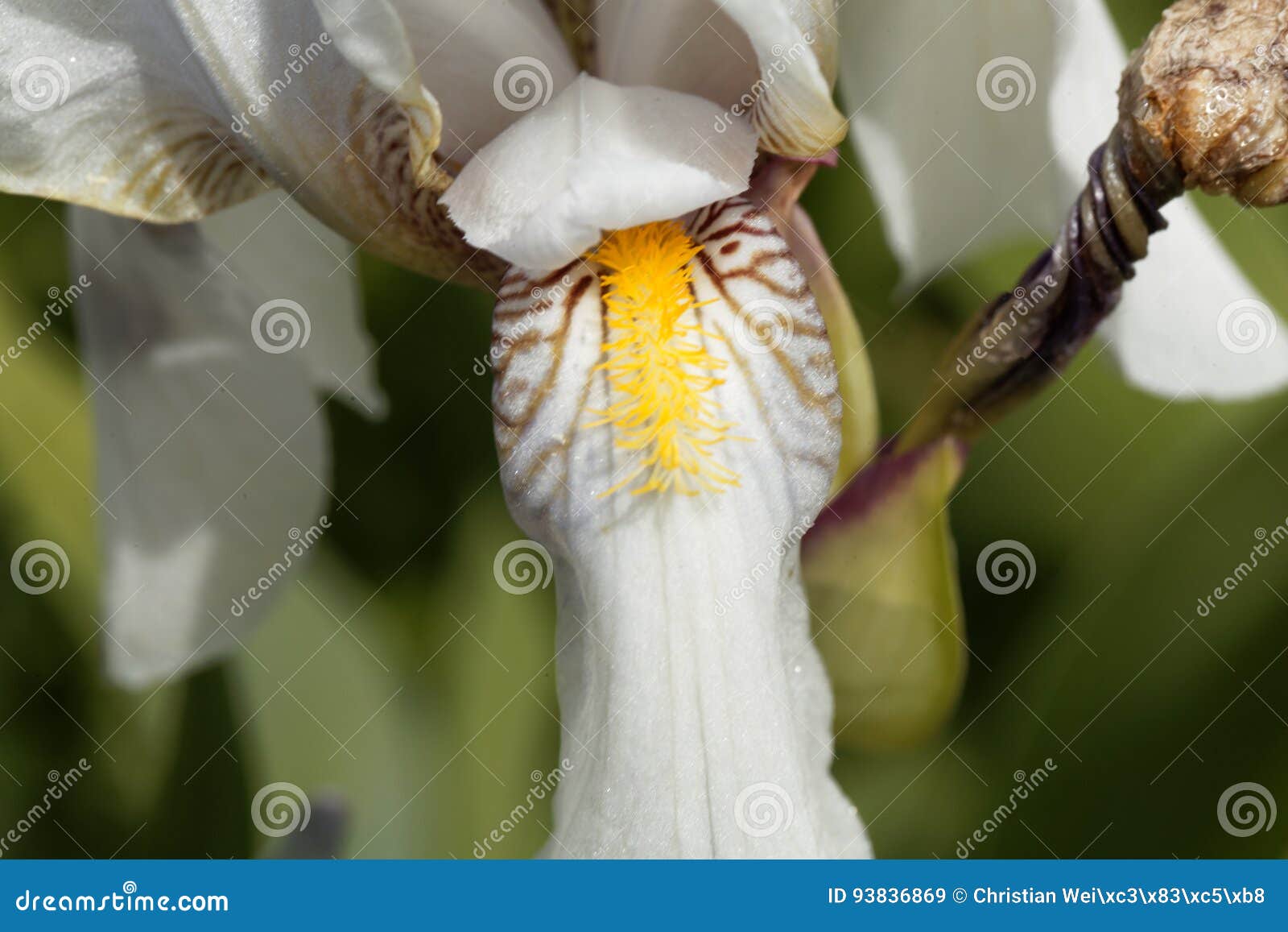 Croatian Iris Iris X Croatica Stock Image - Image of habitat, natural ...