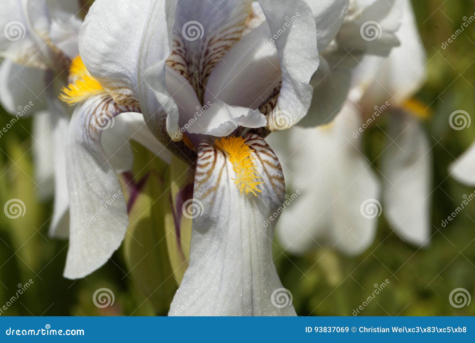 Croatian Iris Iris X Croatica Stock Image - Image of nature, croatica ...