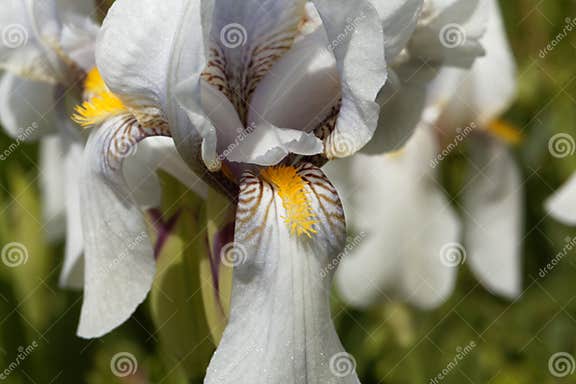 Croatian Iris Iris X Croatica Stock Image - Image of nature, croatica ...