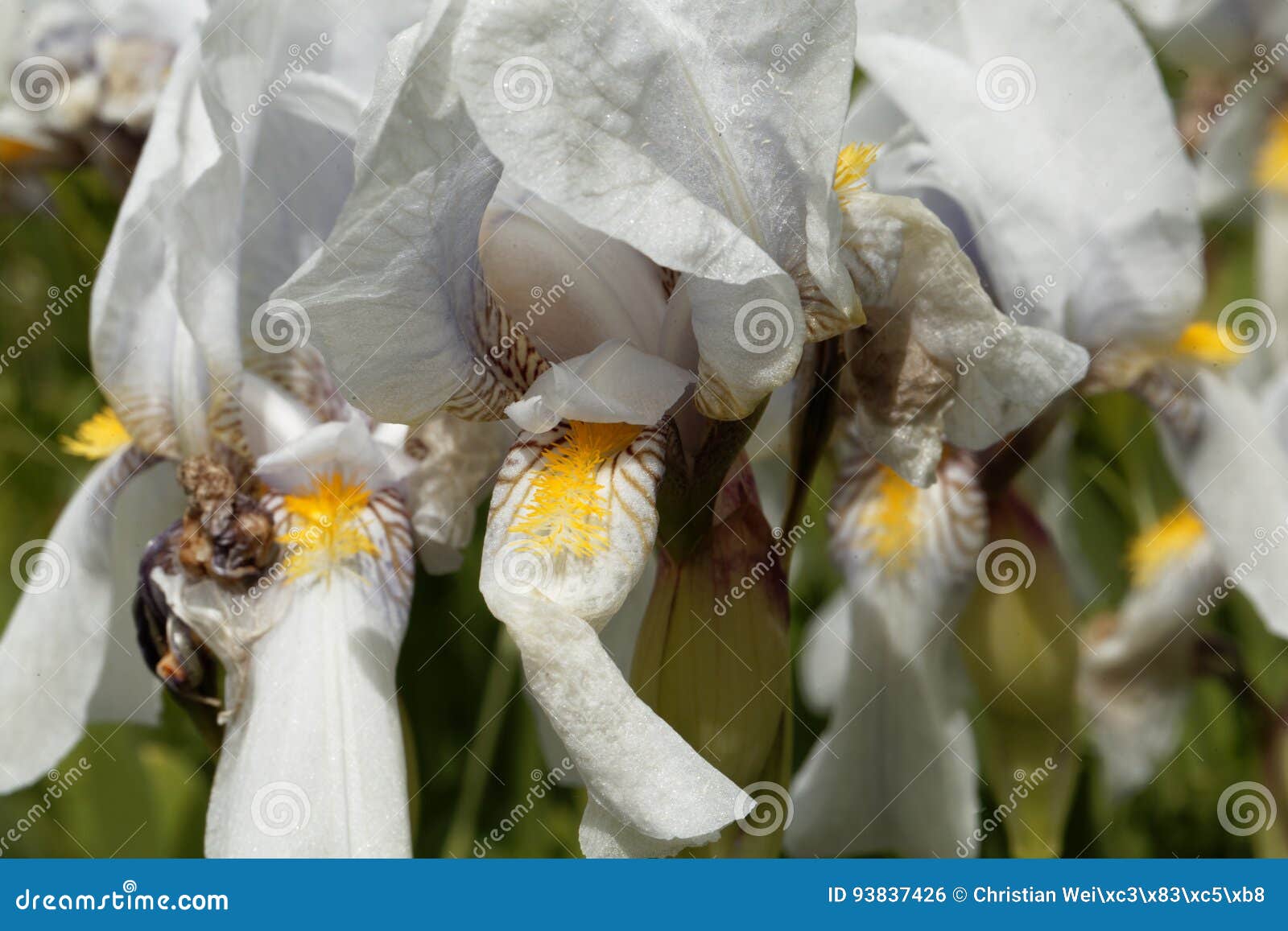 Croatian Iris Iris X Croatica Stock Photo - Image of botany, garden ...