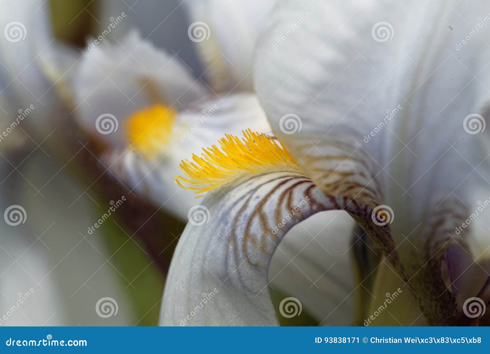 Croatian Iris Iris X Croatica Stock Image - Image of flora, park: 93838171