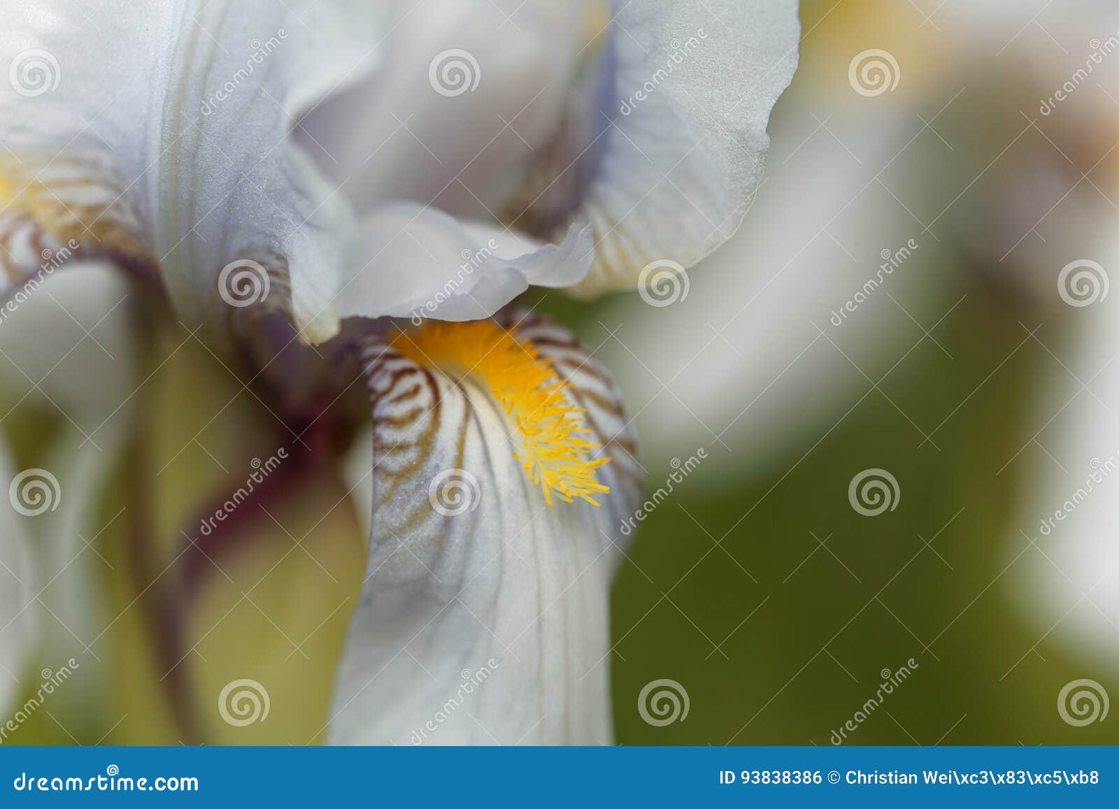 Croatian Iris Iris X Croatica Stock Photo - Image of iris, petals: 93838386