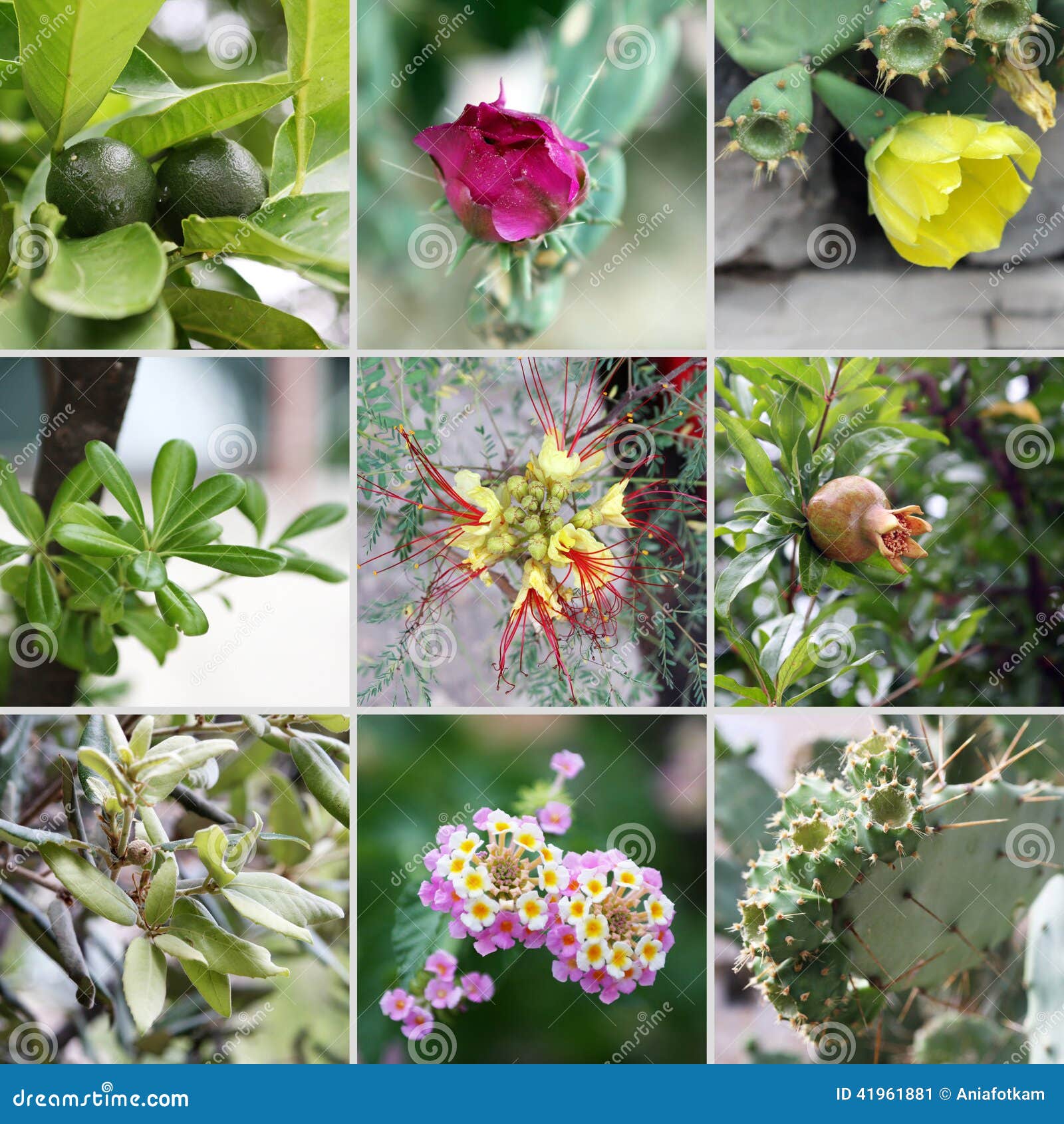 Croatian plants stock image. Image of croatia, pink, yellow - 41961881