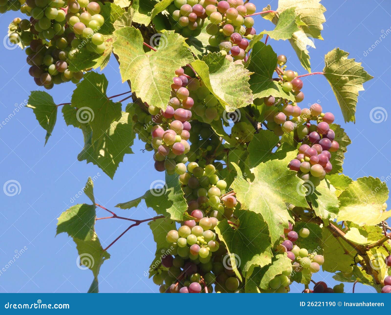 A Croatian wine vineyard stock photo. Image of blue, vineyards - 26221190