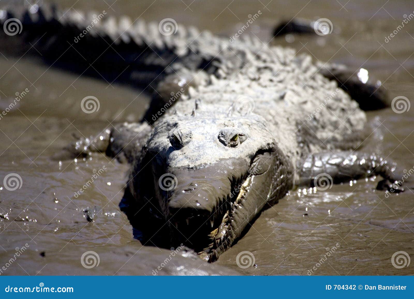 Croc 2 stock photo. Image of animal, wild, guinea, nature - 704342