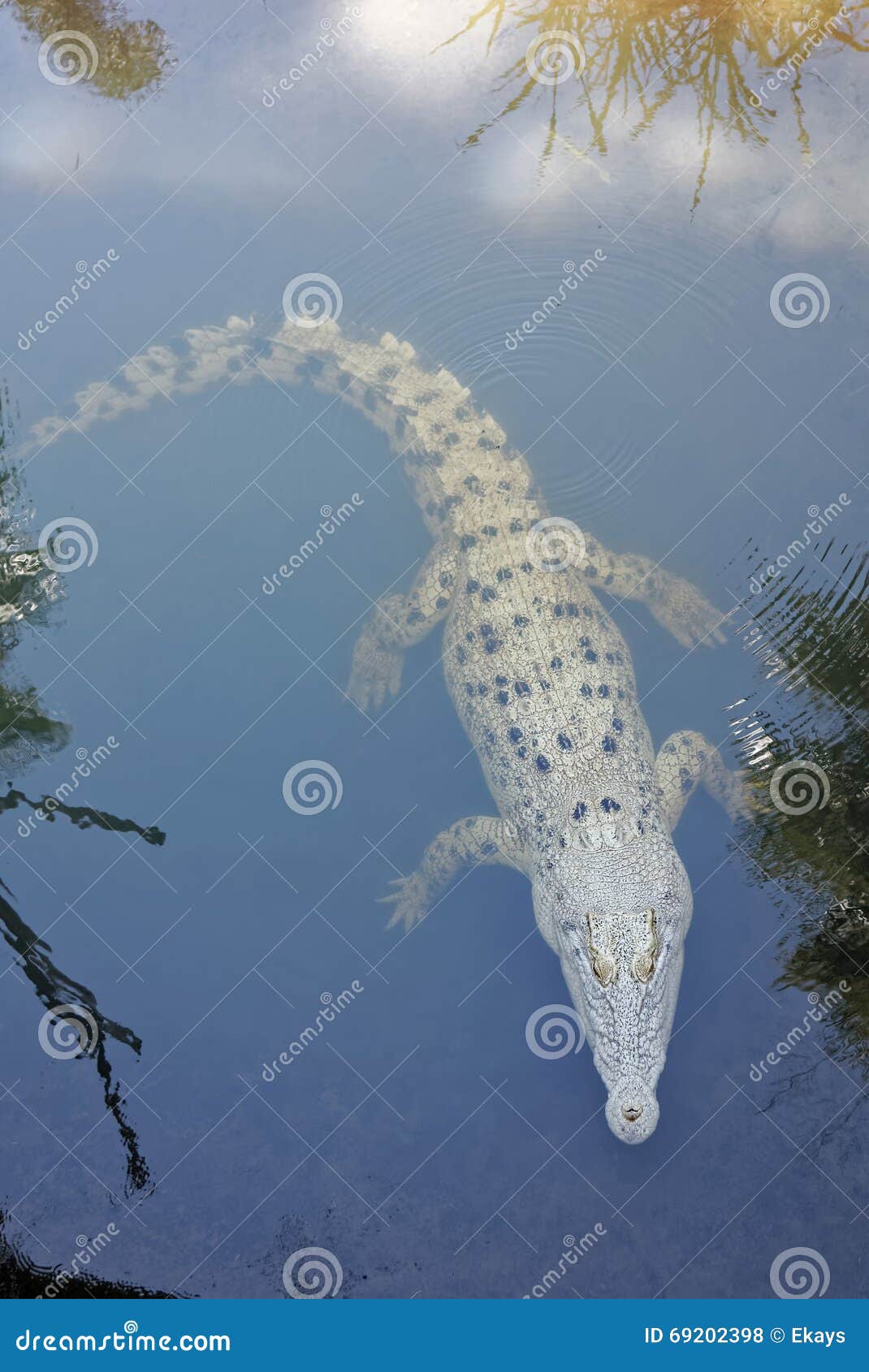 Croc stock photo. Image of croc, wildlife, tropical, aggressive - 69202398
