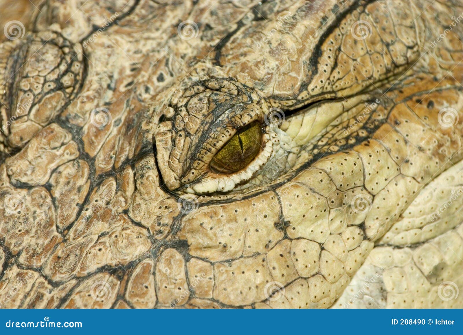 Croc Eye stock photo. Image of cold, scale, stare, creepy - 208490