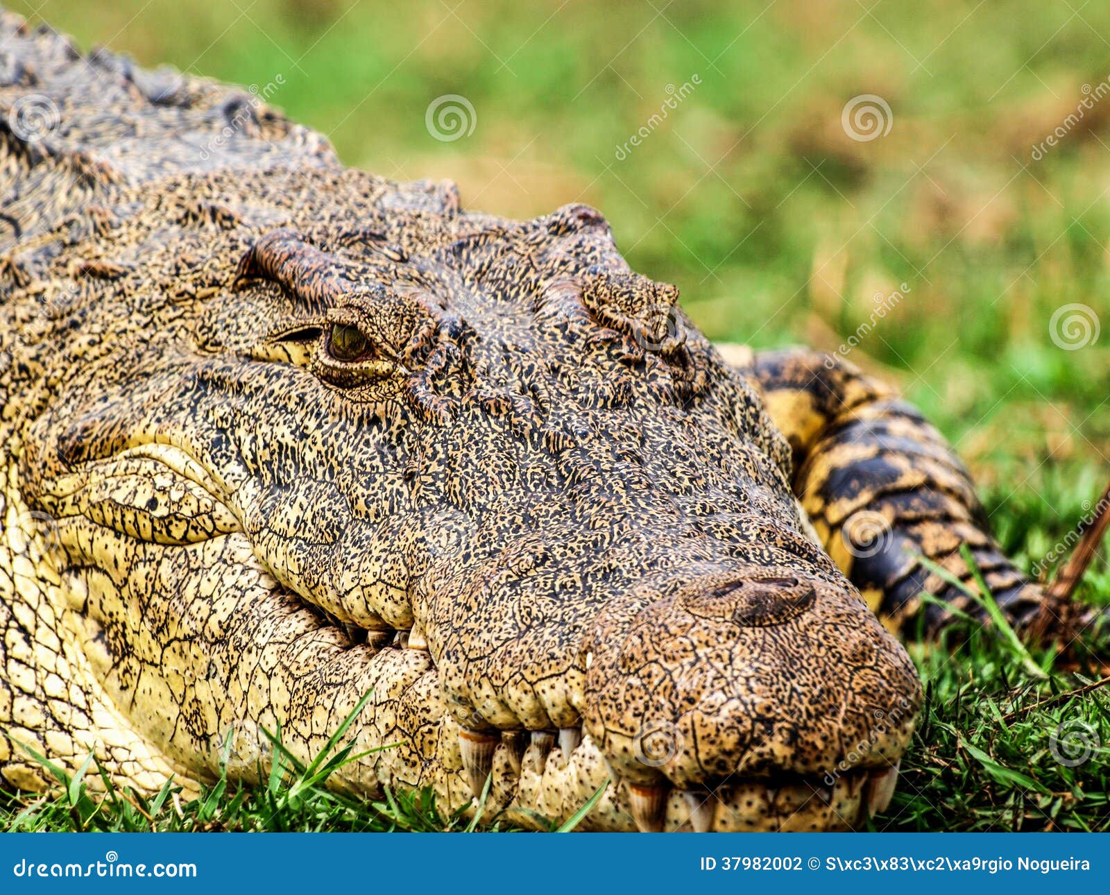 Croc head stock photo. Image of crocodile, wildlife, park - 37982002