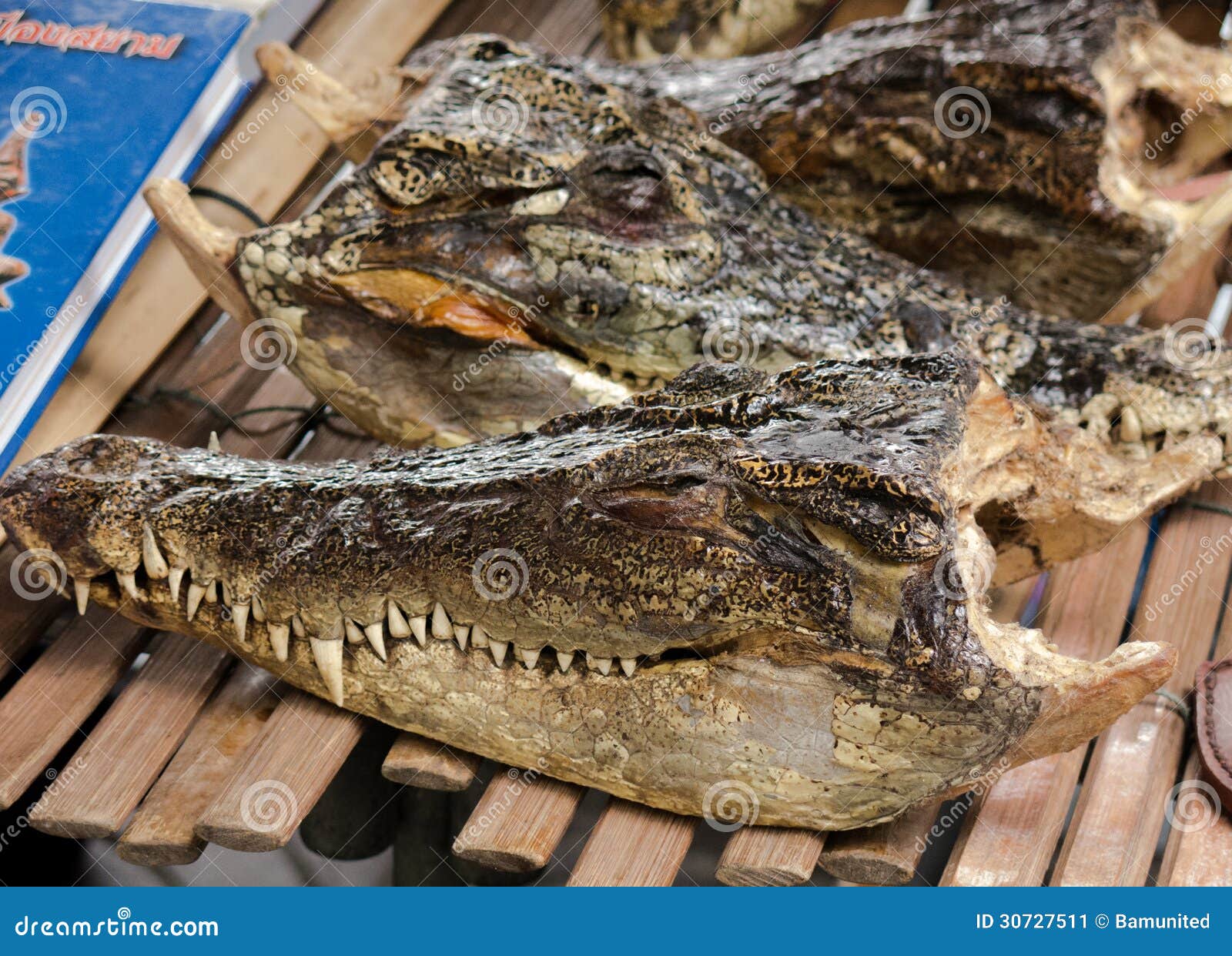 Croc head stock image. Image of human, fossil, reptile - 30727511