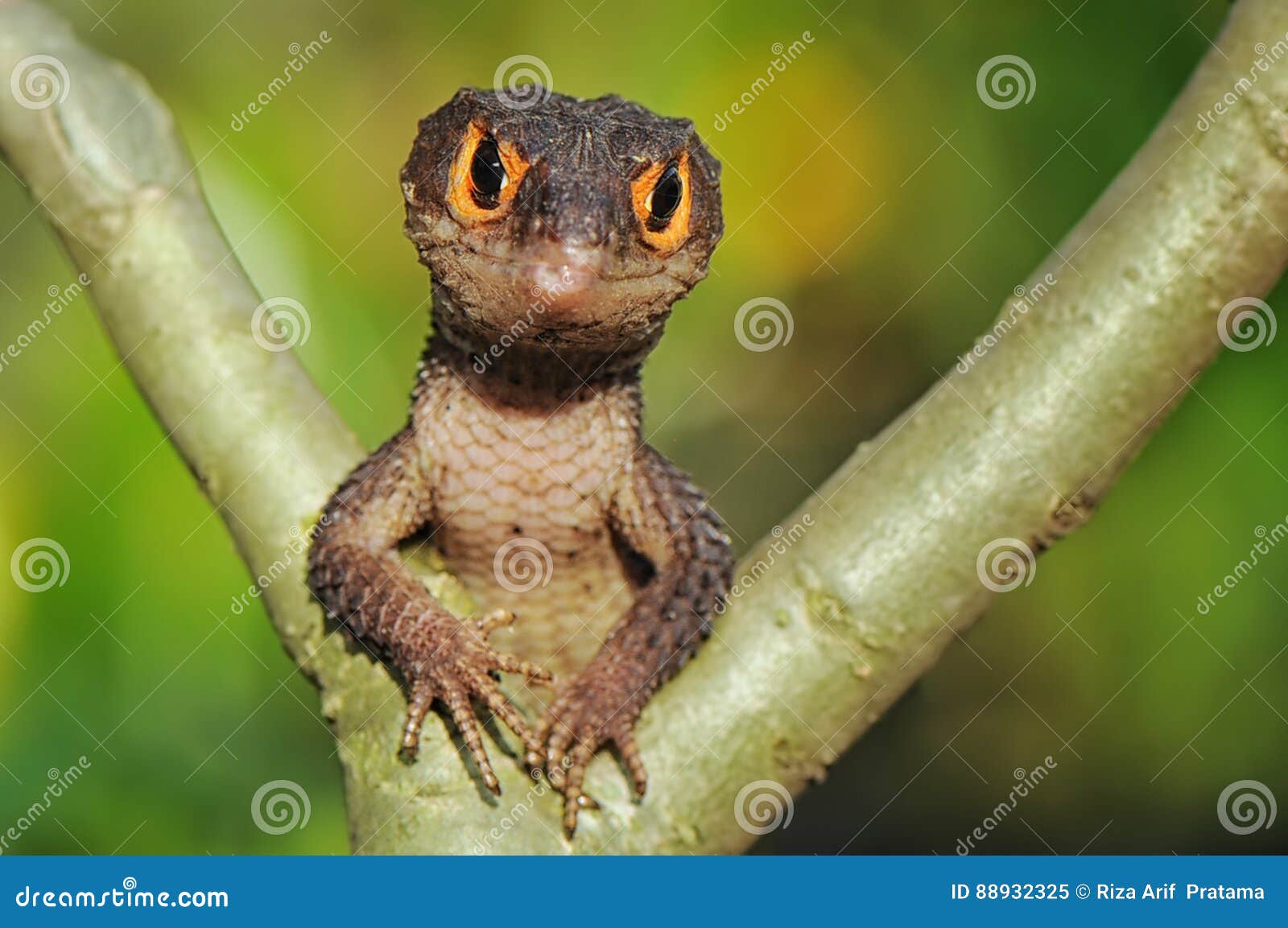 Croc Skink stock image. Image of stay, macro, skink, simple - 88932325