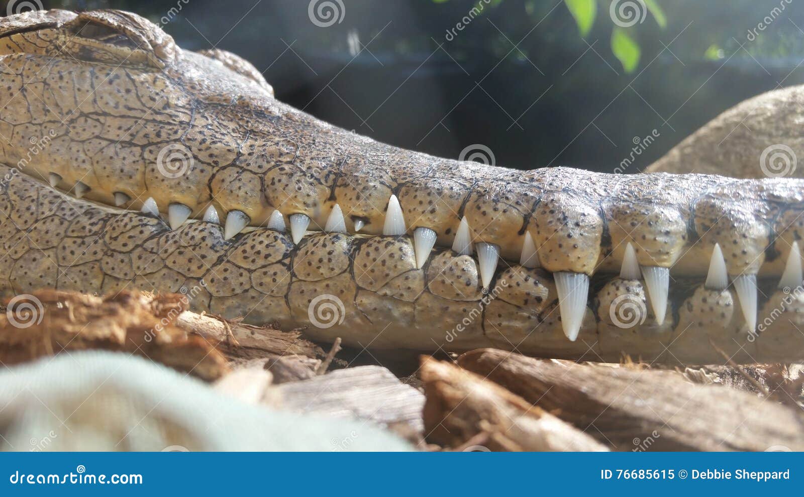 Croc smiles stock image. Image of crocodile, smiles, head - 76685615