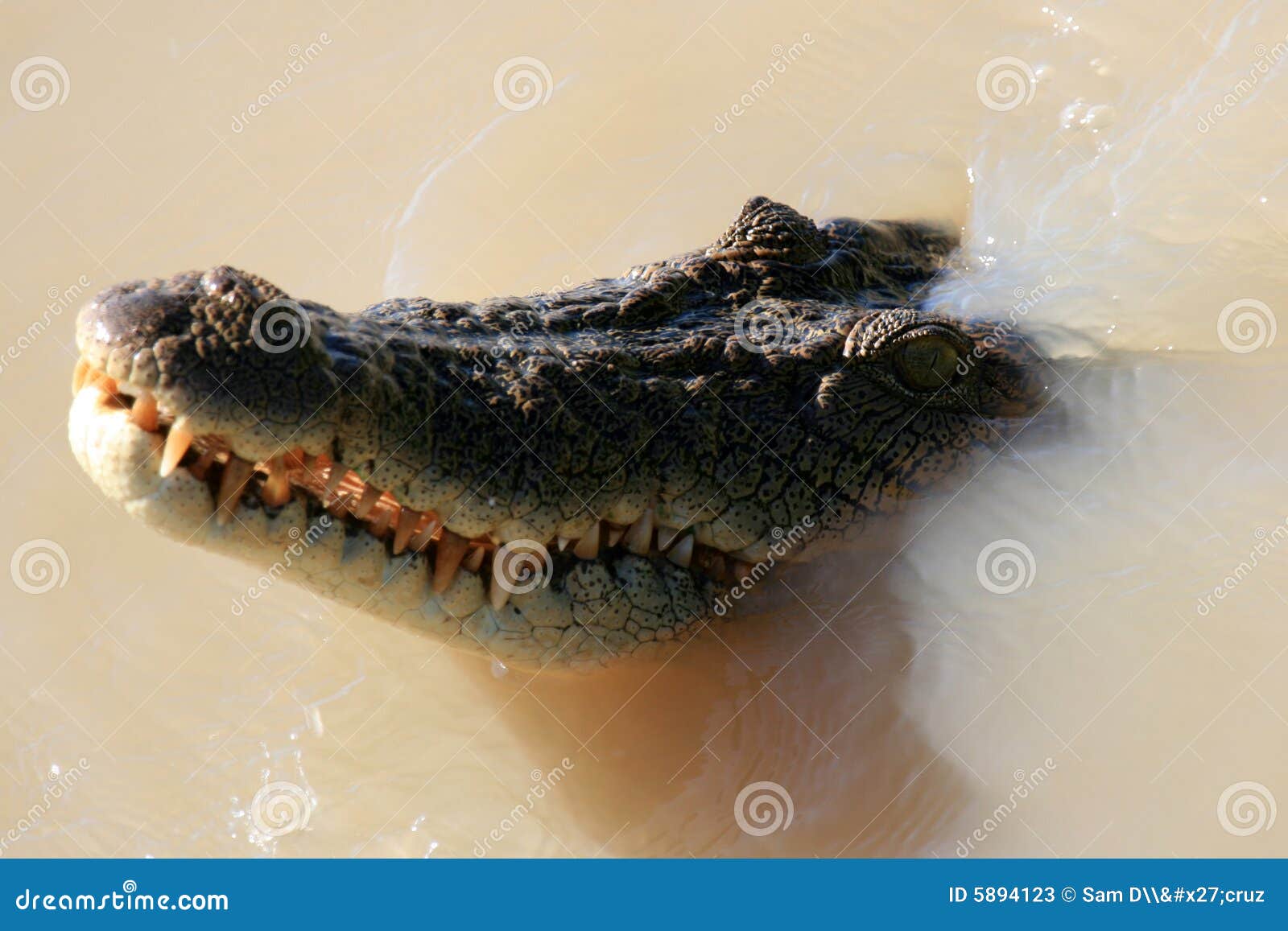 Croc Swimming, Australia stock image. Image of australian - 5894123