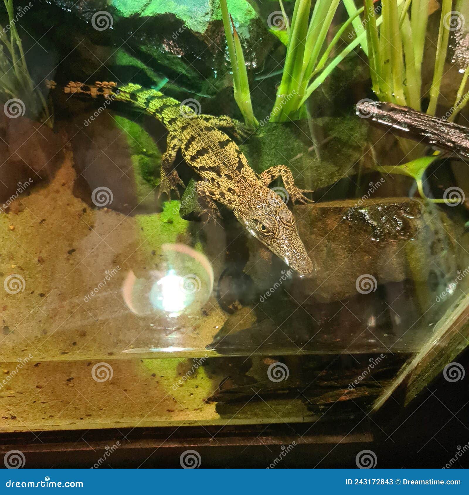 Croc tank 101 editorial stock photo. Image of aquarium - 243172843