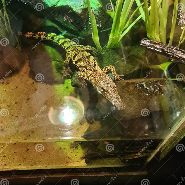 Croc tank 101 editorial stock photo. Image of aquarium - 243172843